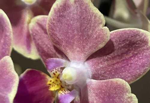 Орхидея фаленопсис Винни (Winni) мини