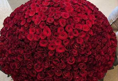 Розы. Букет красных роз. Красные розы