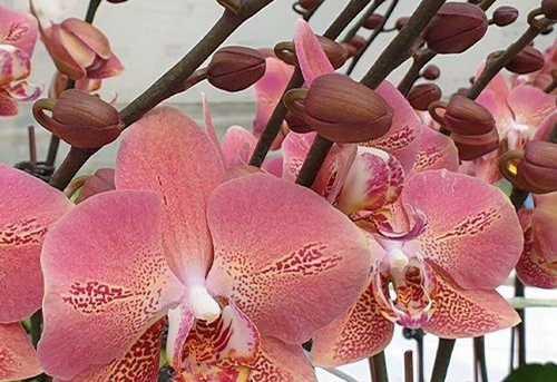 Орхидея Phal. Leco Fantastic 'Ll045-2'