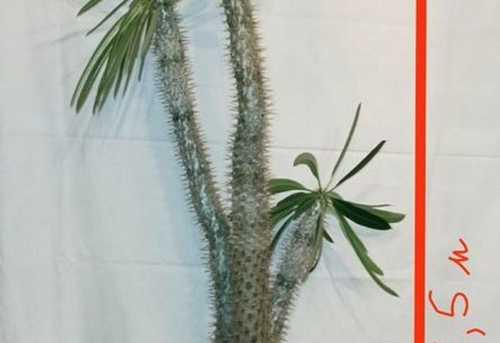 Пахиподиум ламера (мадагаскарская пальма)