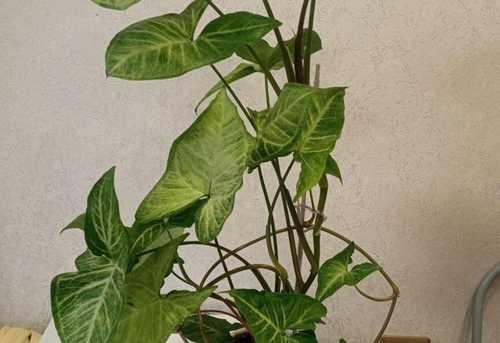 Комнатное растение (Сингониум)
