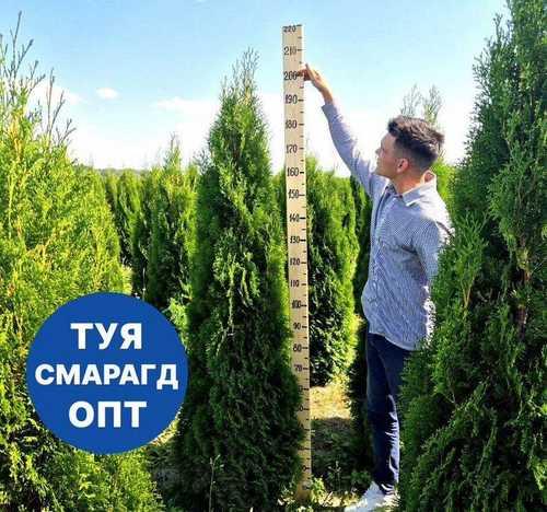 Туя смарагд рост 185,5 см /опт 300 шт
