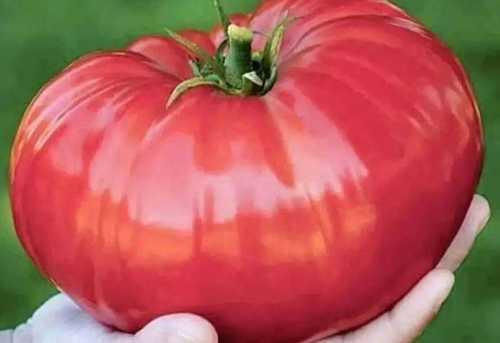 Семена сортовых помидор и расада