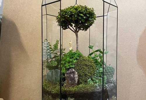 Флорариум мини-садик с деревом, суккулентом