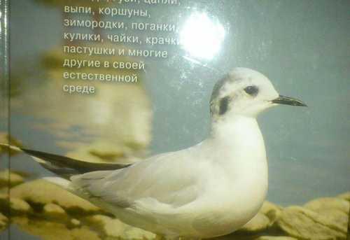 Книга "Птицы. Водоплавающие и околоводные"