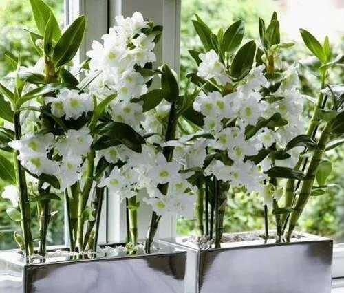 Дендробиум Нобиле - белая орхидея