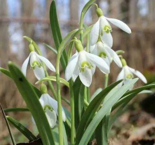 Галантус,белый подснежник