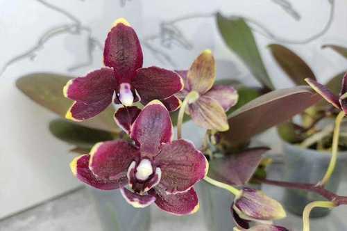 Орхидея Phal. Taisuco Kobold