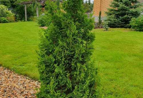 Туя Спиралис Мини Thuja occidentalis Spiralis Mini