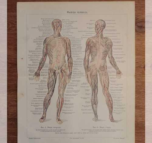 Мышцы человека. Антикварная гравюра. 1903 год