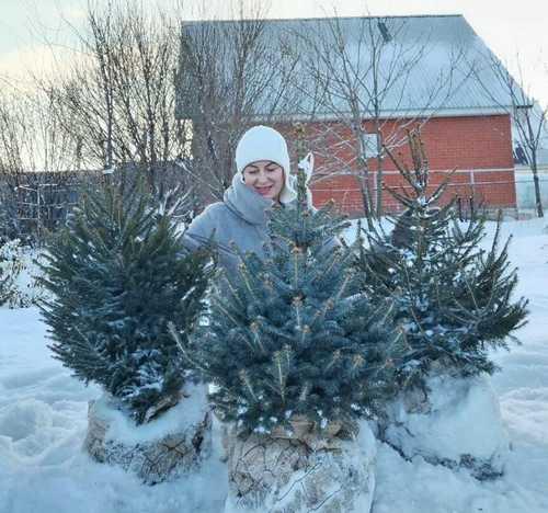 Ель Голубая