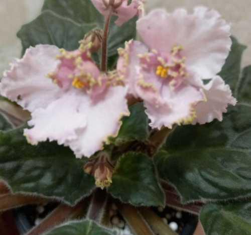 Фиалка Ле-Панночка