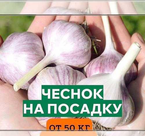 Чеснок с доставкой