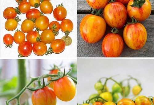 Рассада коллекционных томатов черри