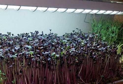Семена фиолетового редиса для микрозелени