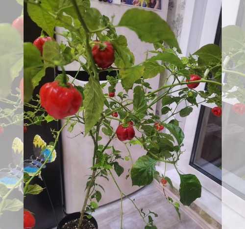 Хабанеро red
