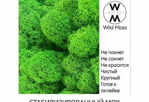Стабилизированный мох