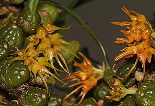 Мини орхидея Bulbophyllum sutepense