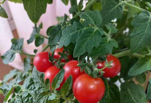 Комнатные томаты и острые перцы