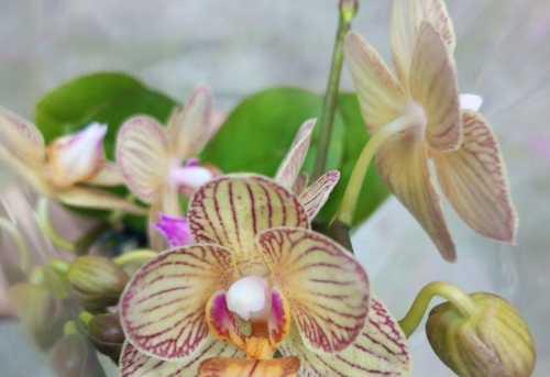 Фаленопсис Стелла орхидея