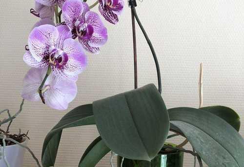 Орхидея