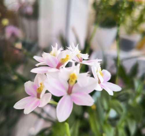 Орхидея Эпидендриум детка