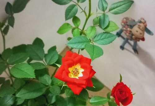 Роза домашняя, как бенгальская, Красная Шапочка