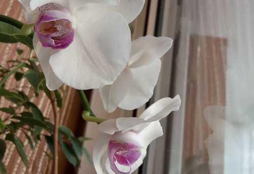 Орхидея фаленопсис белая 5 лет