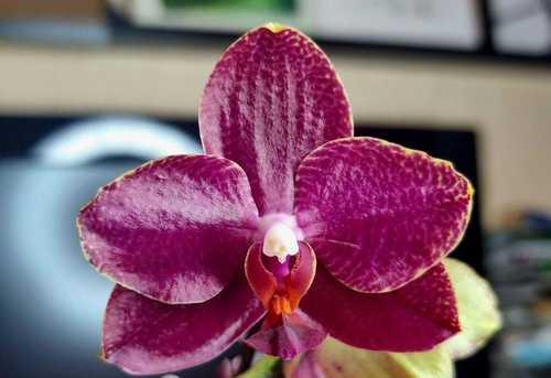 Орхидея с фиолетовыми листьями P. Salu's Fragrancy