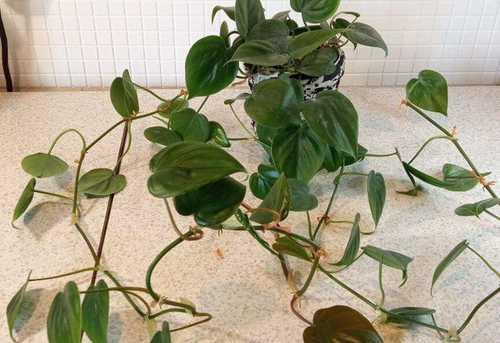 Филодендрон сердцевидный большое взрослое растение