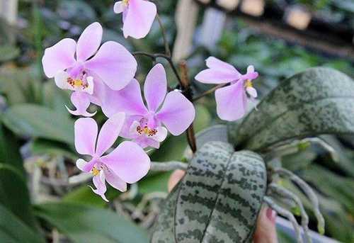 Орхидея шиллериана арома