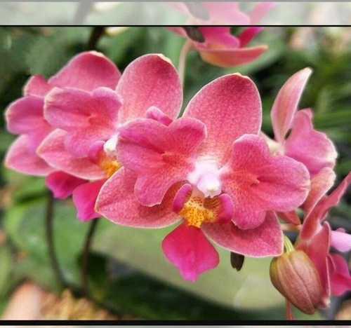 Орхидея Tying Shin SMART (peloric) арома