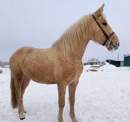 Лошади в аренду