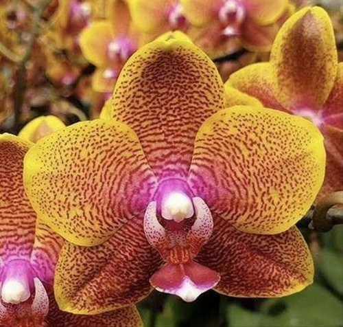 Орхидея фаленопсис Phal. Sogo Lawrence