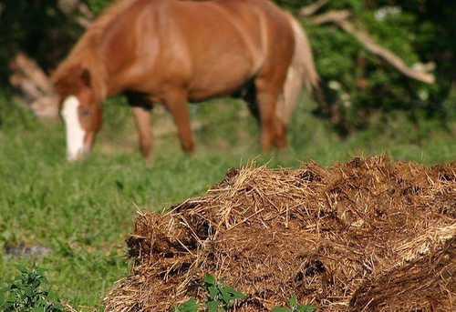 Конский навоз