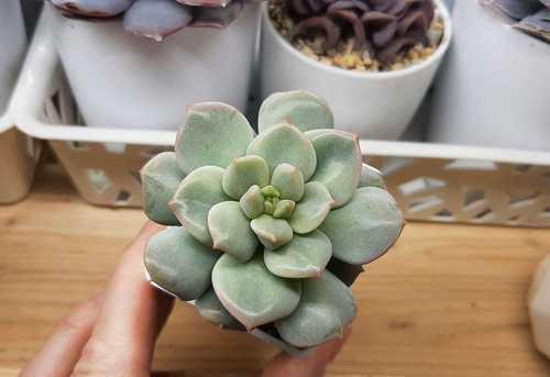 Суккуленты коллекционные эхеверия echeveria почта