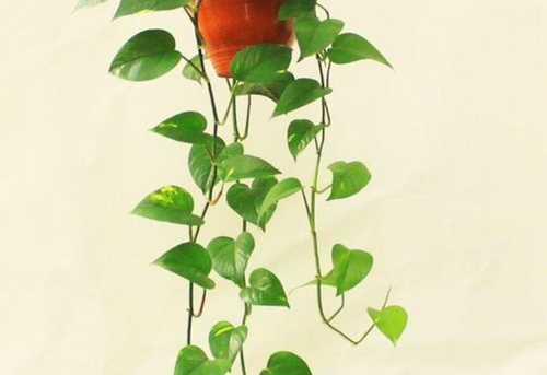 Растение Эпипремнум 150 см