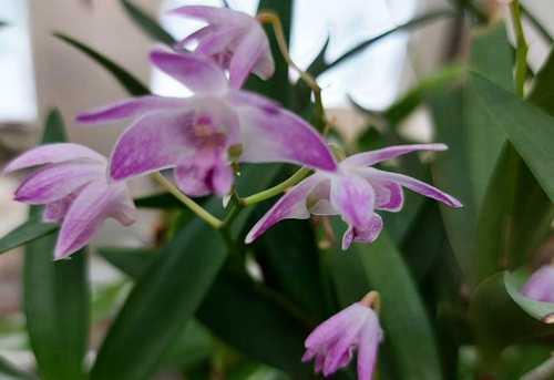 Орхидея дендробиум / мини