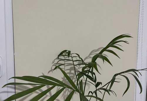 Хамедорея (бамбуковая пальма)