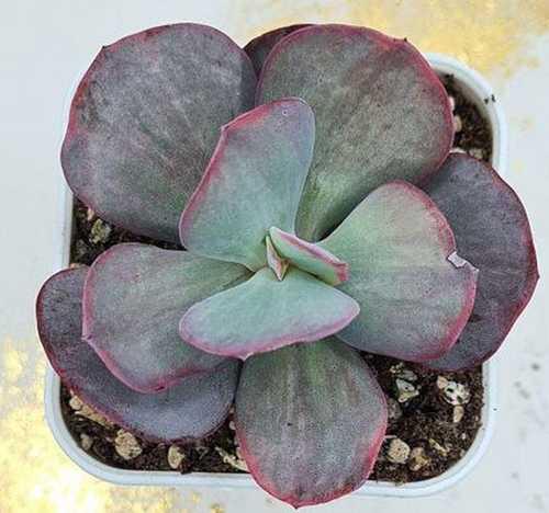 Echeveria за 650-900