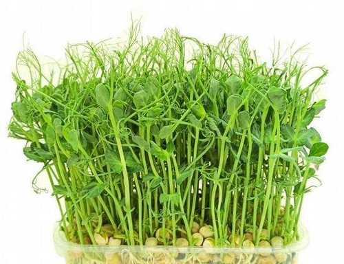 Набор микрозелени для выращивания