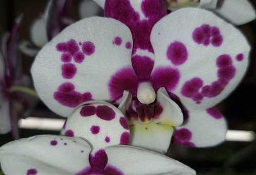 Орхидея фаленопсис, мультифлора