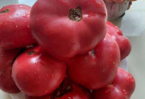 Семена томатов (гномы)