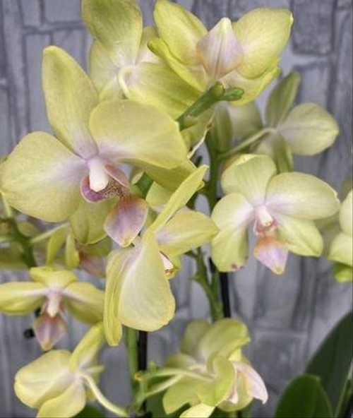 Ароматная орхидея, мультифлора