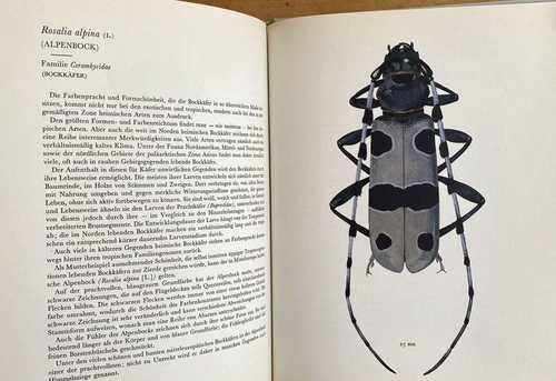 Потрясающие винтажные иллюстр. жуков в книге