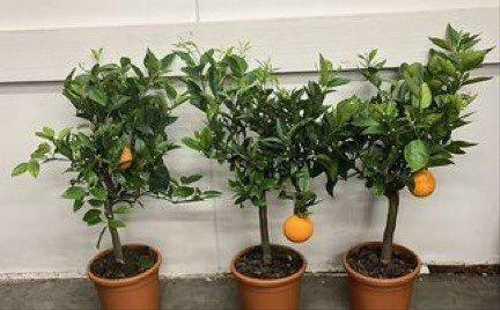 Мандариновое Лимонное Апельсиновое дерево/Кумкват