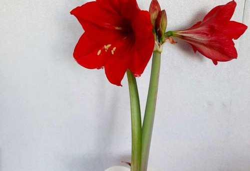 Гиппиаструм цветок