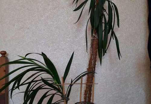 Кордилина драцена пальма