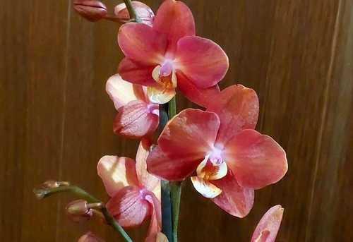 Горизонт редкая орхидея фаленопсис цветущая