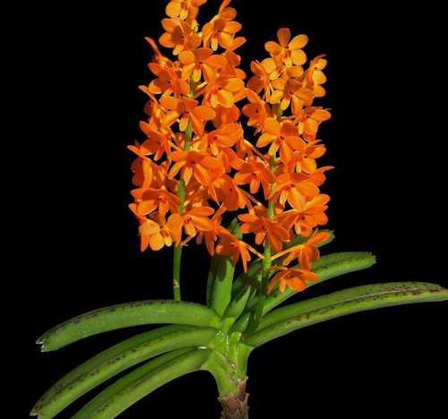 Орхидея Vanda garayi (Ascocentrum miniatum)